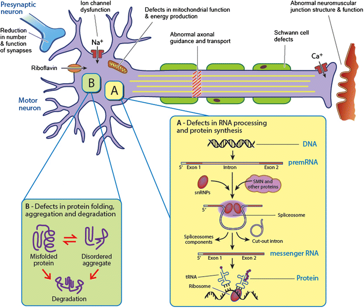 The Genetics of Spinal Muscular Atrophy: Progress and Challenges ...