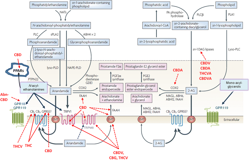 The Endocannabinoid System and its Modulation by Phytocannabinoids ...