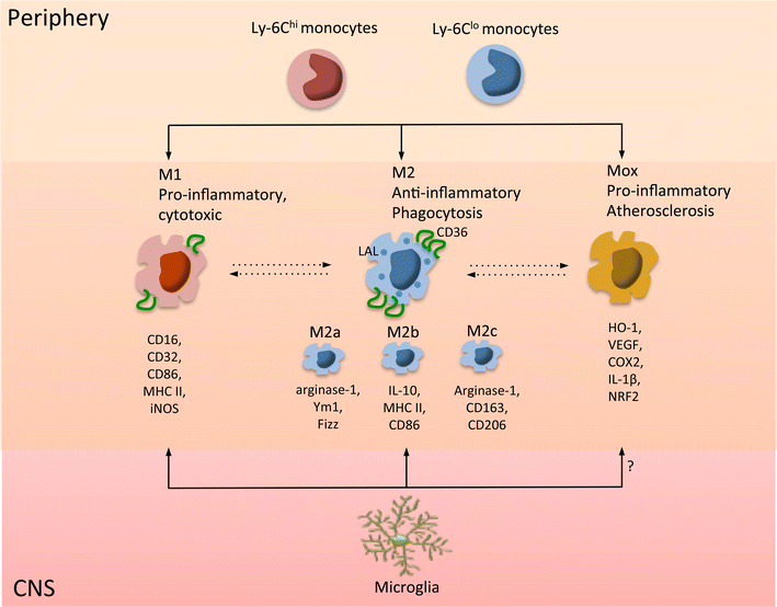 Microglia and Monocyte-Derived Macrophages in Stroke | SpringerLink