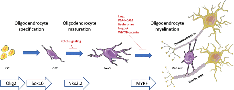 Remyelinating Pharmacotherapies in Multiple Sclerosis | SpringerLink