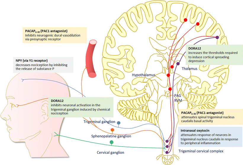 Targeted Orexin and Hypothalamic Neuropeptides for Migraine | SpringerLink