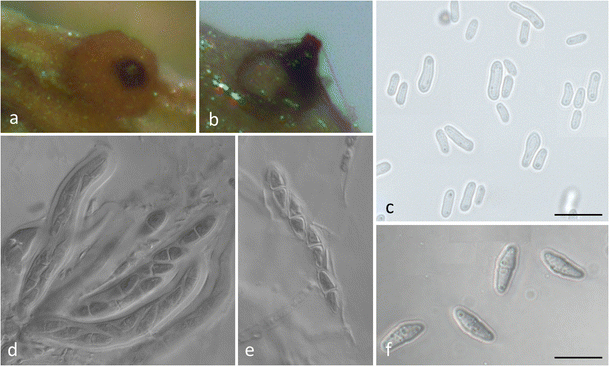 Revisiting Stagonosporopsis species associated with chrysanthemum and ...