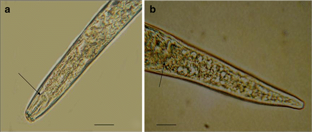 Pratylenchus brachyurus (Nematoda: Pratylenchidae) on macadamia in ...