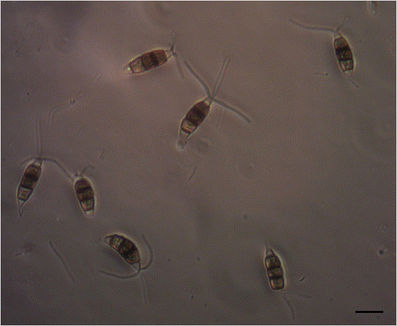 First report of Pestalotiopsis clavispora from Selaginella kraussiana ...