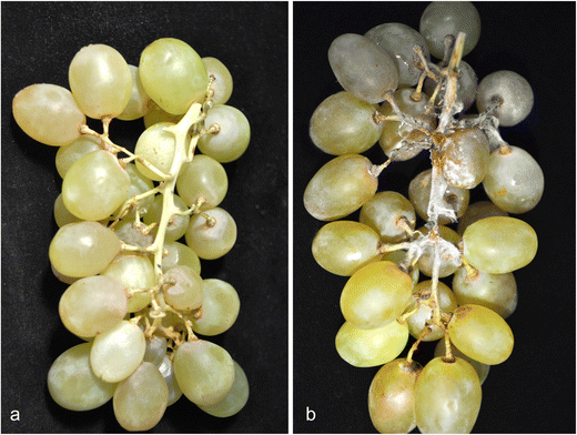 Lasiodiplodia pseudotheobromae causes pedicel and peduncle ...
