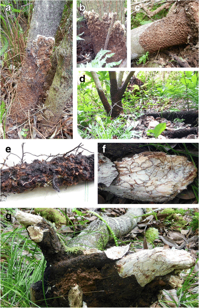 Brown root rot caused by phellinus noxius in the Ogasawara (Bonin ...
