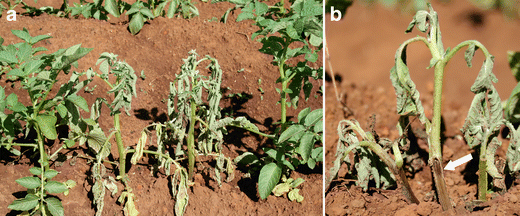 First report of Ralstonia pseudosolanacearum in the Lao PDR | SpringerLink