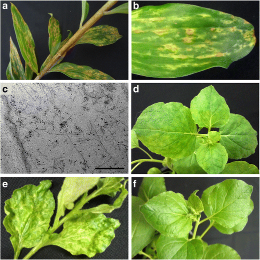Detection of Plantago asiatica mosaic virus in lily hybrid plants ...