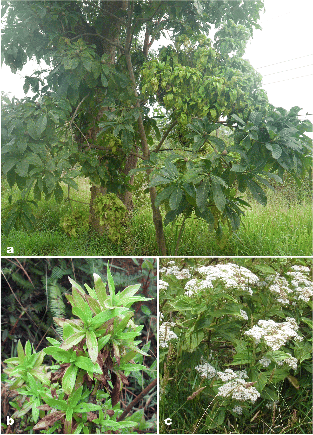 Genipa americana and Ageratina anisochroma, two new hosts of Candidatus ...