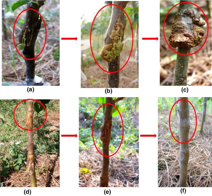 Malus pumila ‘Spy 227’ and Apple stem pitting virus: graft ...