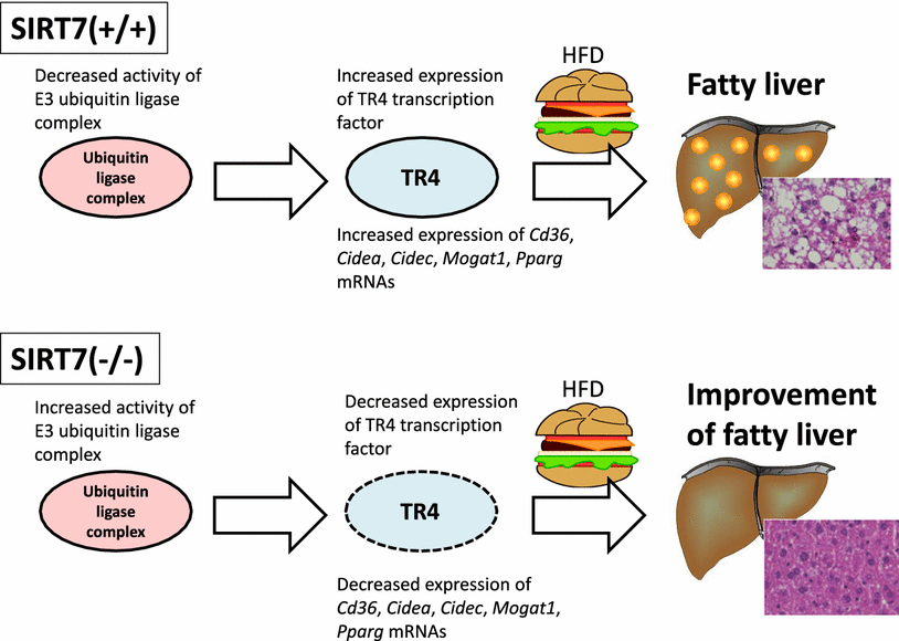 Role of SIRT7 in hepatic lipid metabolism | SpringerLink
