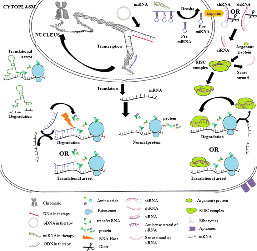 Inorganic nanovectors for nucleic acid delivery | SpringerLink