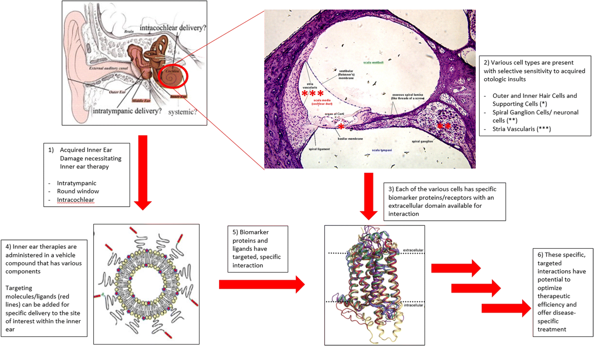 Cochlear protein biomarkers as potential sites for targeted inner ear ...