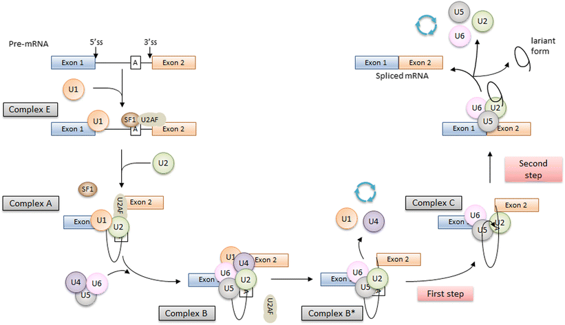 Splicing mutations in human genetic disorders: examples, detection, and ...