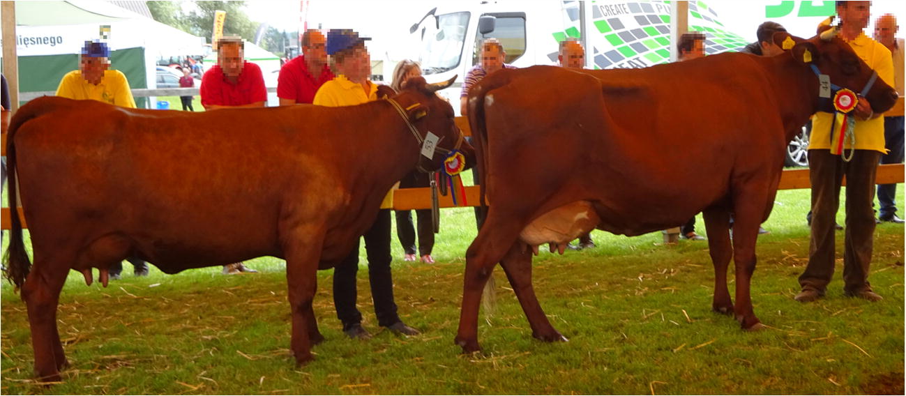 Diversifying selection signatures among divergently selected ...