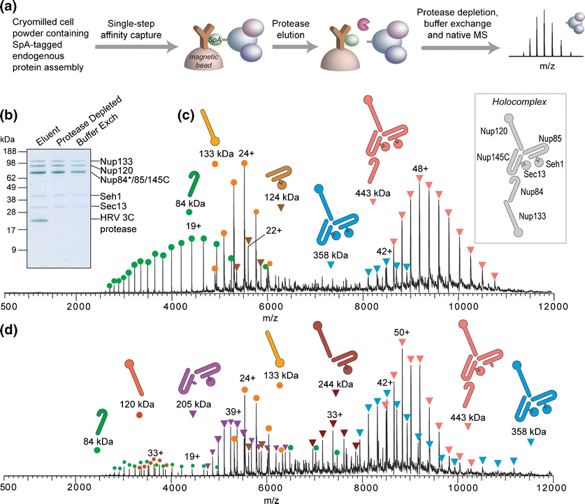 Revealing Higher Order Protein Structure Using Mass Spectrometry ...