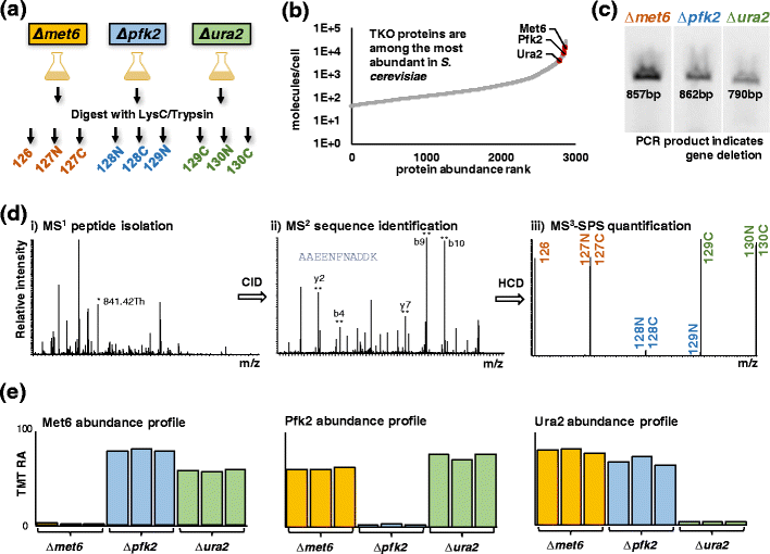 A Triple Knockout (TKO) Proteomics Standard for Diagnosing Ion Interference in Isobaric Labeling ...