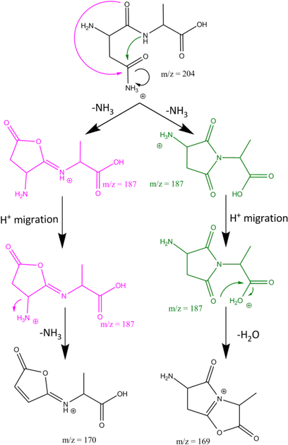 Deamidation Reactions of Asparagine- and Glutamine-Containing ...