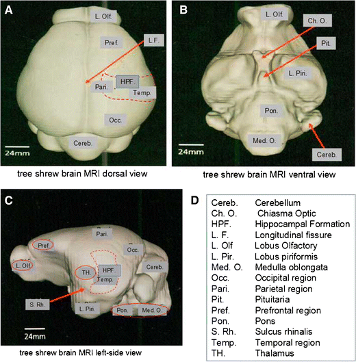 Reactivation of HSV-1 following explant of tree shrew brain | SpringerLink