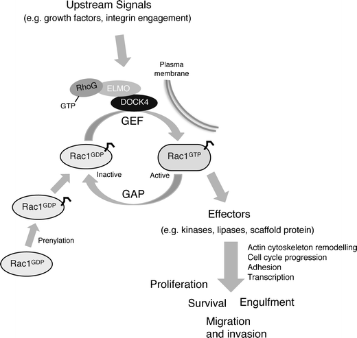 DOCK4 deletion at 7q31.1 in a de novo acute myeloid leukemia with a ...
