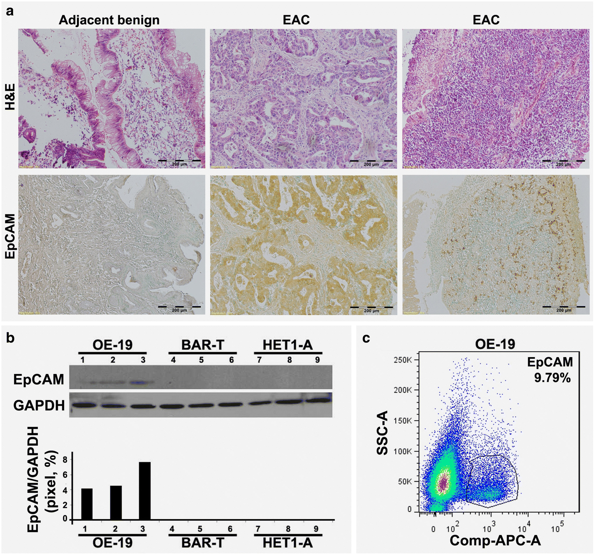 Drug-induced expression of EpCAM contributes to therapy resistance in ...