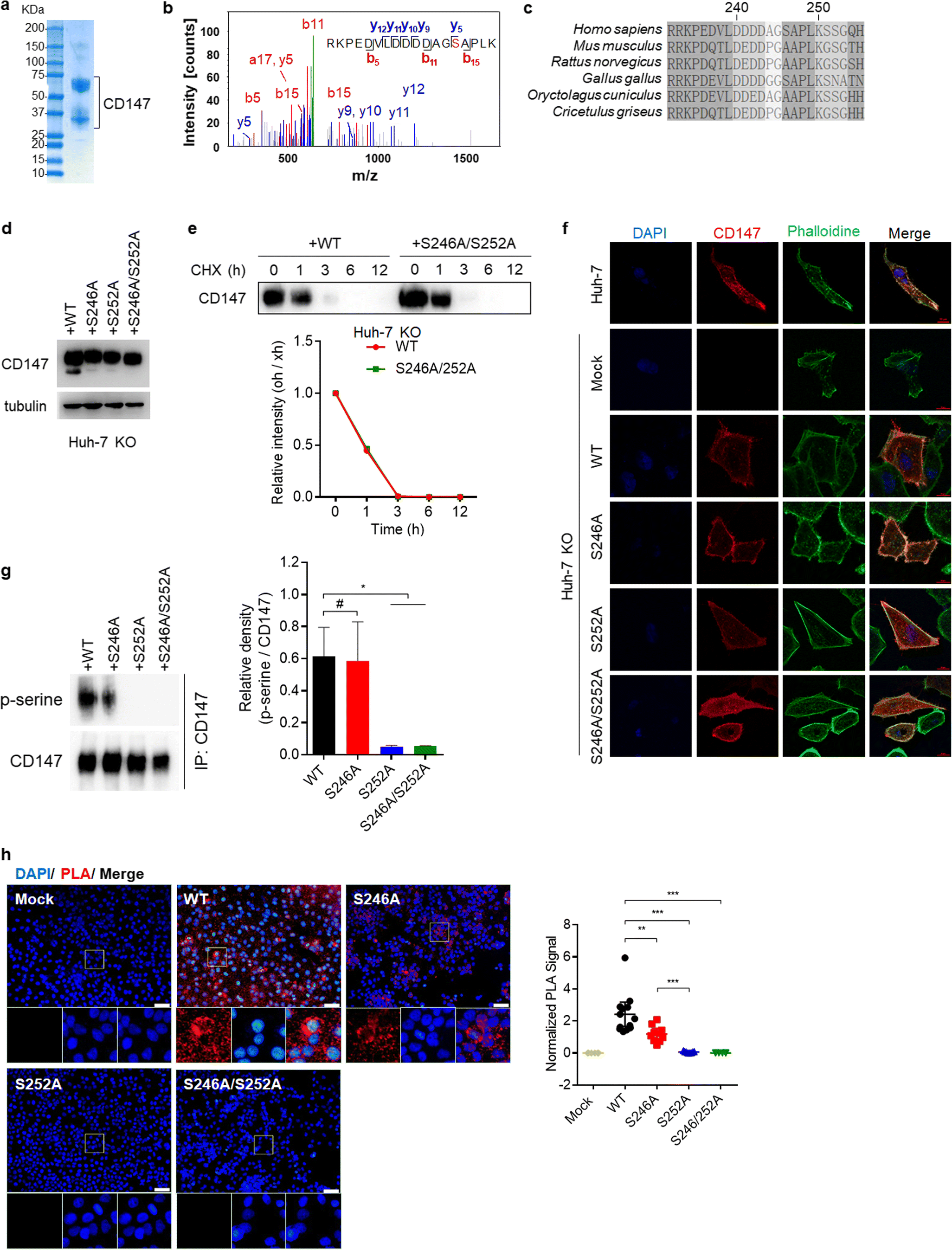 Hypo-phosphorylated CD147 promotes migration and invasion of ...