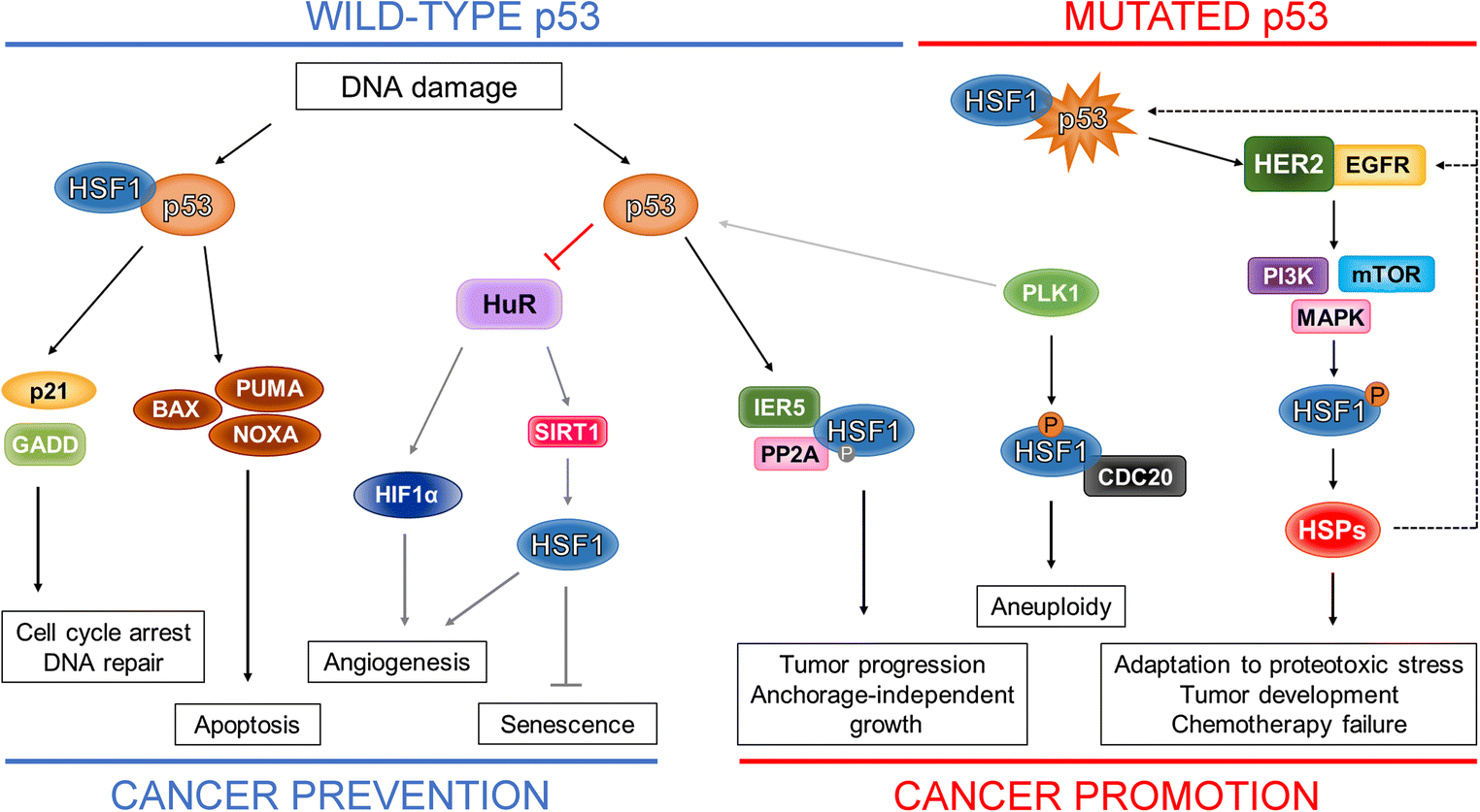 Interplay between HSF1 and p53 signaling pathways in cancer initiation and progression: non ...