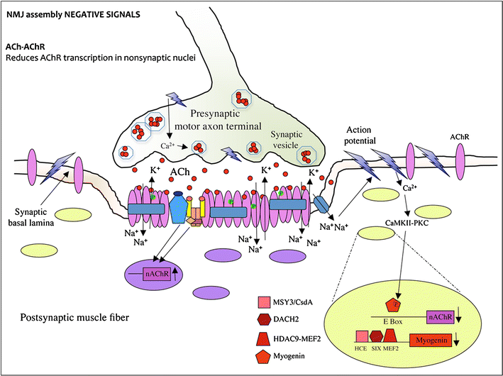 Molecular control of neuromuscular junction development | SpringerLink