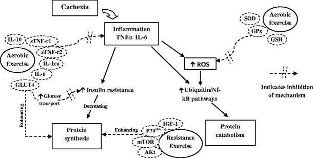 Cancer cachexia prevention via physical exercise: molecular mechanisms ...