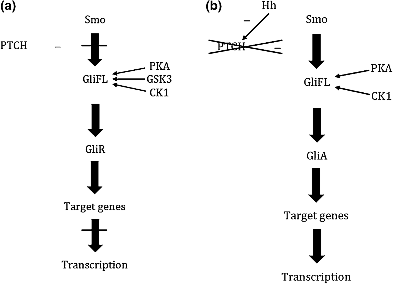 Hedgehog Pathway Inhibitors and Their Utility in Basal Cell Carcinoma ...