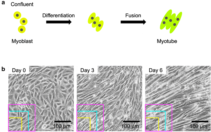 Classification of C2C12 cells at differentiation by convolutional ...