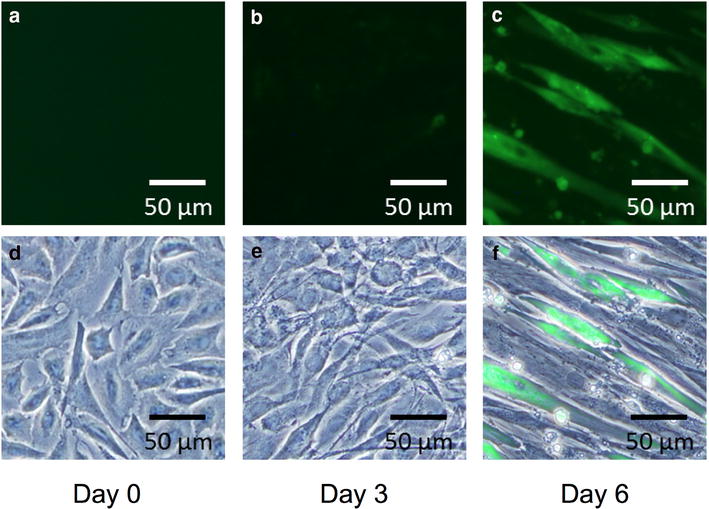 Classification of C2C12 cells at differentiation by convolutional ...