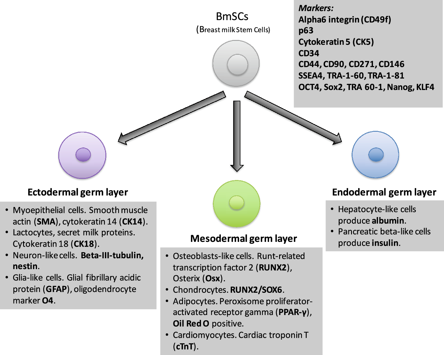 Stem cells in human breast milk | SpringerLink