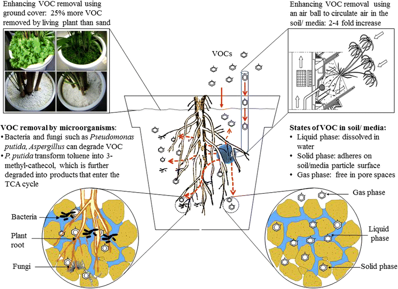 Phytoremediation of volatile organic compounds by indoor plants: a ...