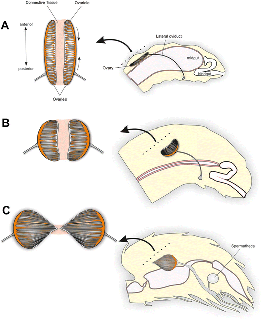 The ovary and its genes—developmental processes underlying the ...