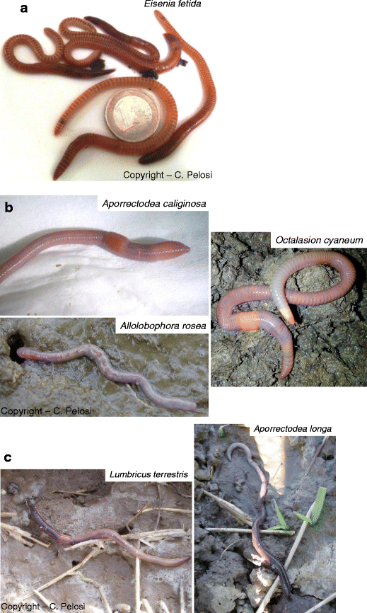 Pesticides and earthworms. A review | SpringerLink