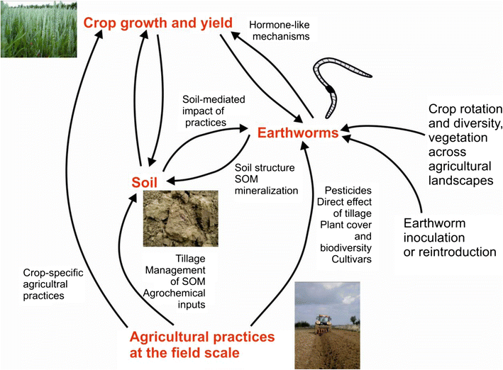 Earthworm services for cropping systems. A review | SpringerLink
