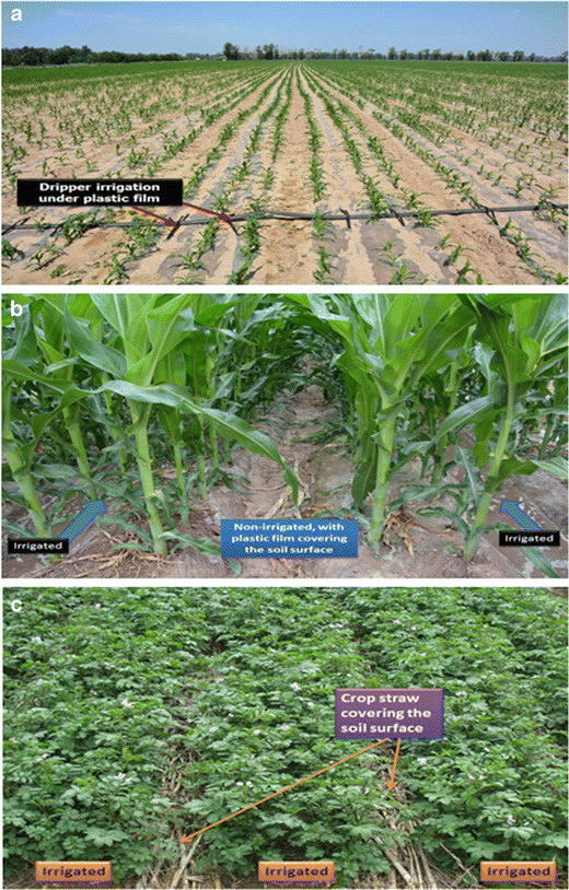 Regulated deficit irrigation for crop production under drought stress ...