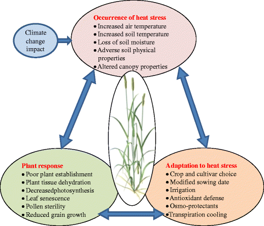 Heat stress effects and management in wheat. A review | SpringerLink