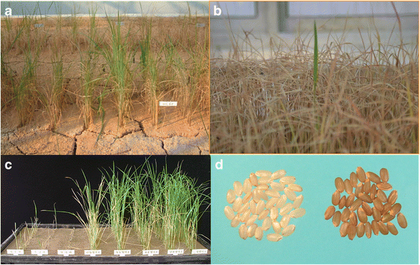 Weedy rice in sustainable rice production. A review | SpringerLink