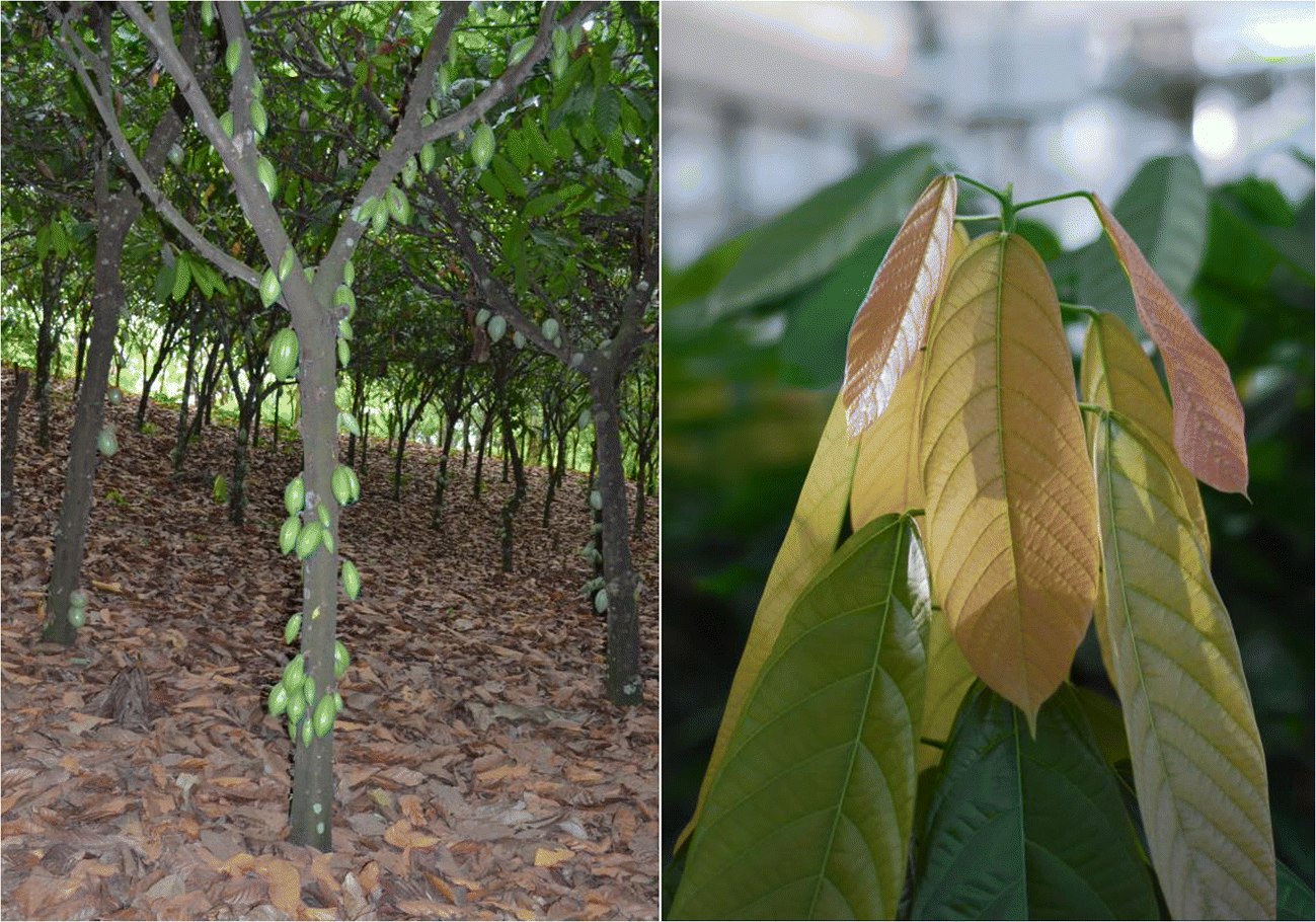 The physiological responses of cacao to the environment and the ...