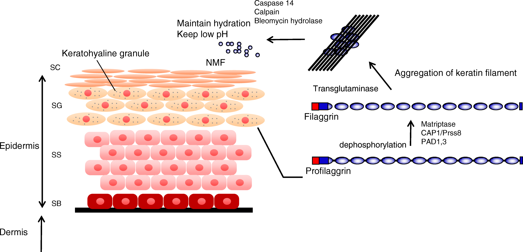 Skin Barrier Function and Atopic Dermatitis | SpringerLink