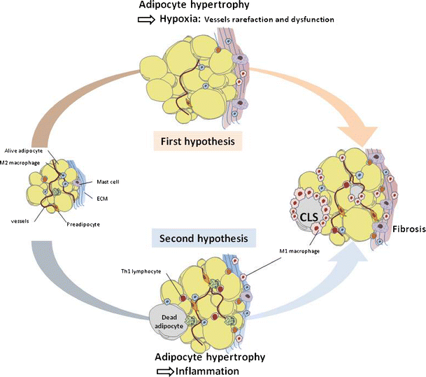 Fibrosis as a Cause or a Consequence of White Adipose Tissue ...
