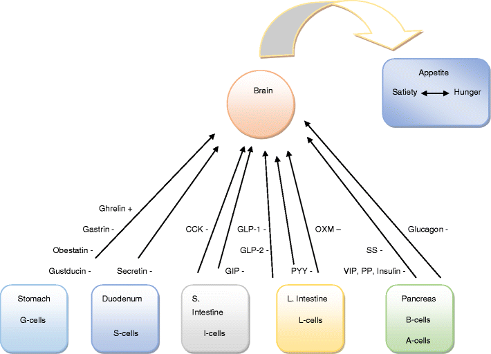 Potential Hormone Mechanisms of Bariatric Surgery | SpringerLink