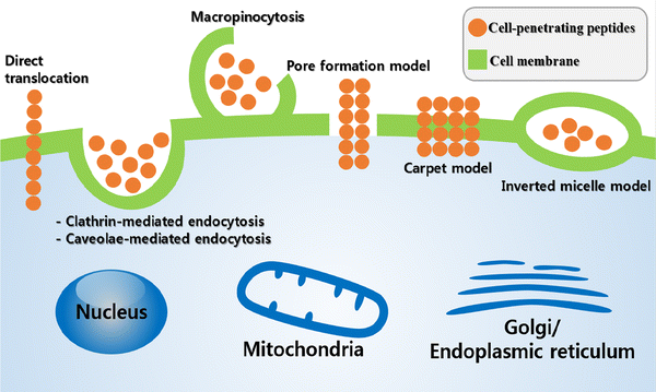 Cell penetrating peptides as an innovative approach for drug delivery; then, present and the ...