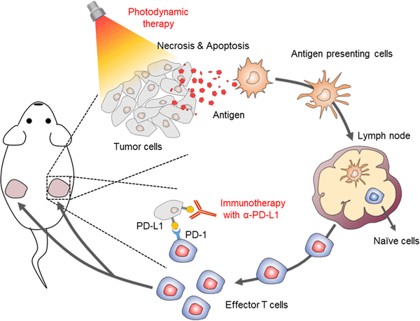 Combination of photodynamic therapy (PDT) and anti-tumor immunity in ...