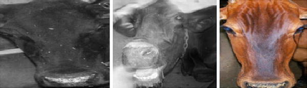 Face Recognition of Cattle: Can it be Done? | SpringerLink
