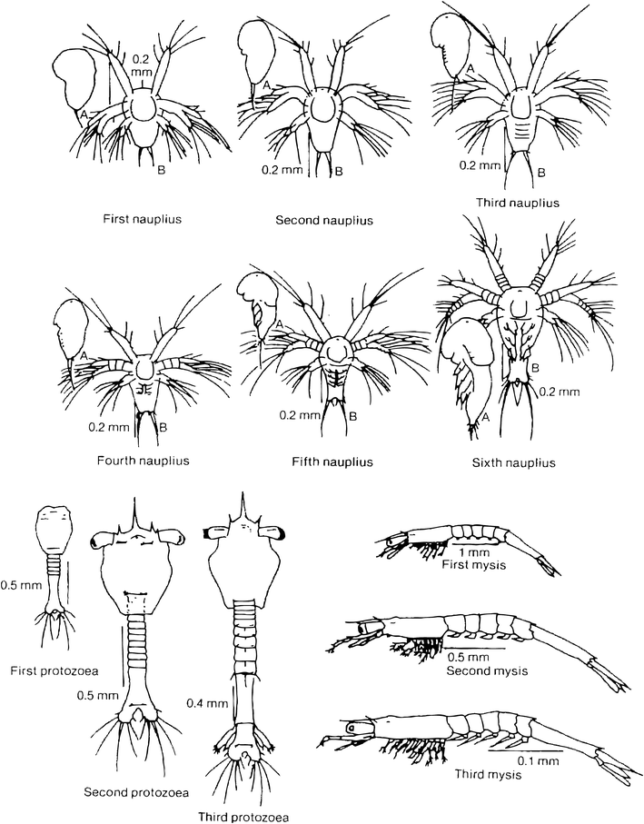Effects of temperature and salinity on larval survival and development ...