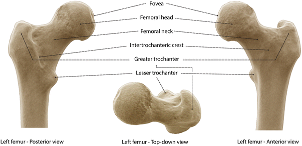 Hip Fractures: A Practical Approach to Diagnosis and Treatment ...