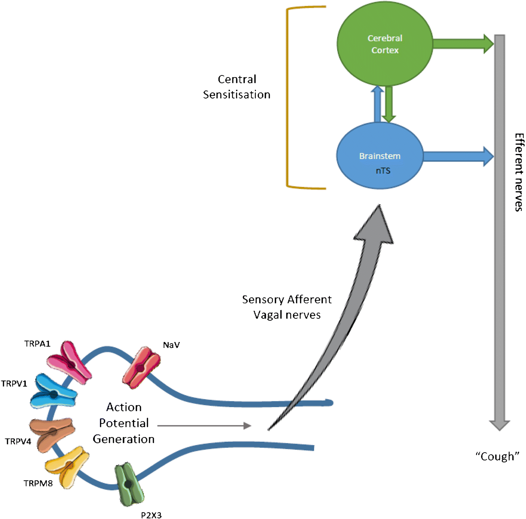 Therapeutic Targets for the Treatment of Chronic Cough | SpringerLink